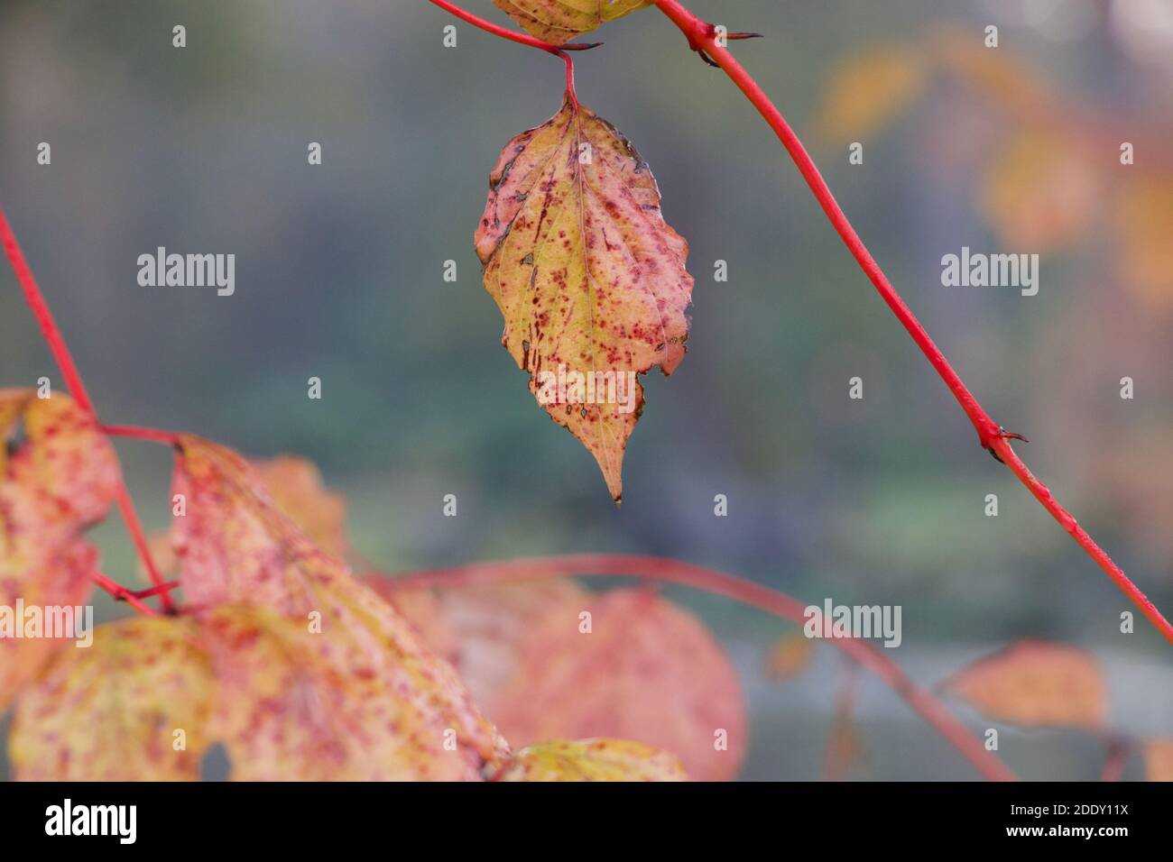 Red leaf stem hi-res stock photography and images - Alamy