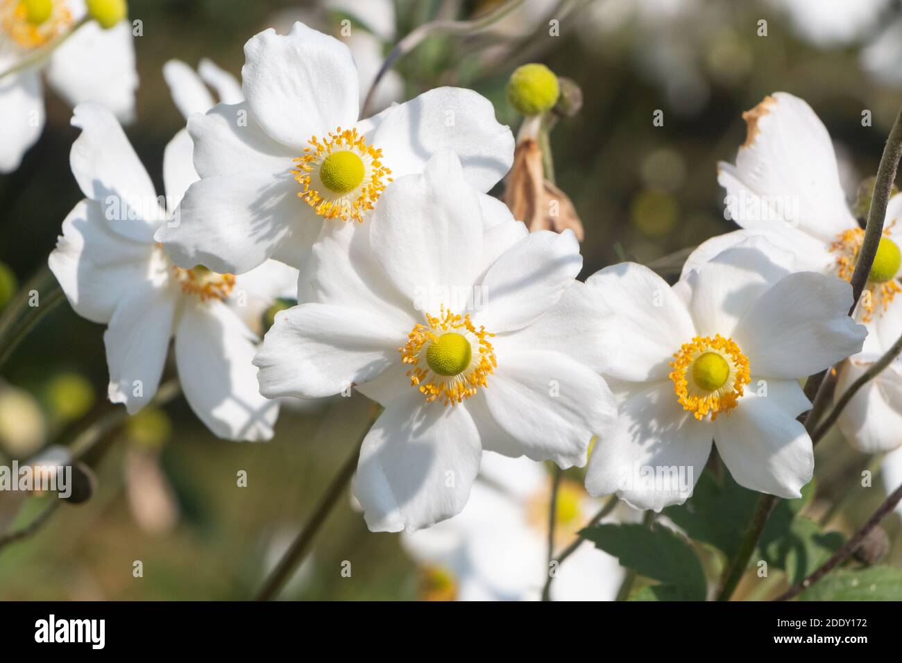 Flower of Japanese anemone in a garden during summer Stock Photo - Alamy