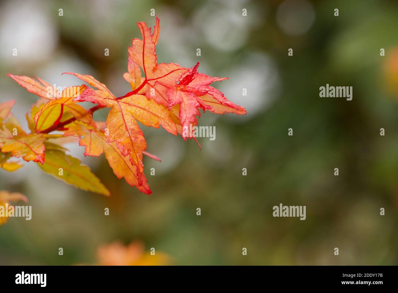 Maple leaves on a singular branch Stock Photo - Alamy