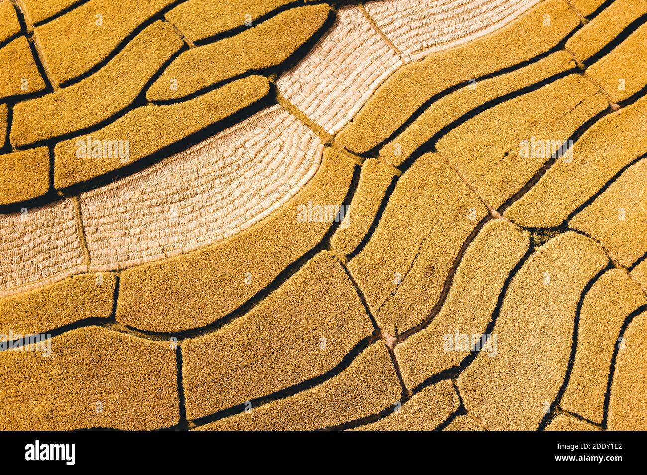 Golden rice fields in the evening form above Harvested rice fields ...