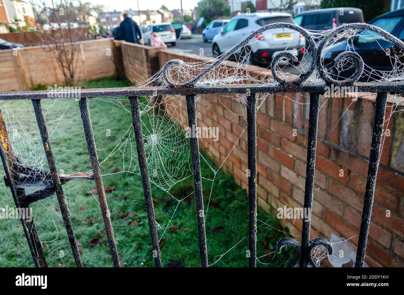 Spiders web gate hi-res stock photography and images - Alamy