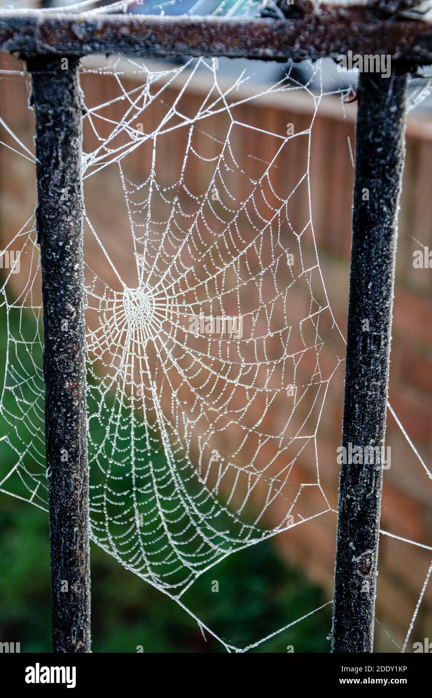 Spider Web Gate High Resolution Stock Photography and Images - Alamy