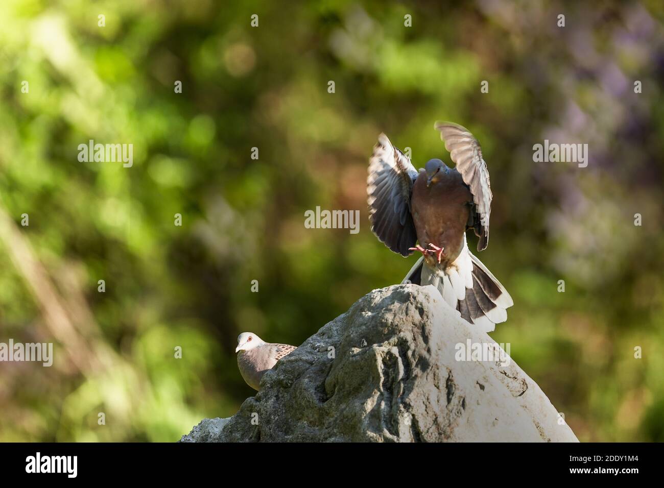 Shaanxi wildlife hi-res stock photography and images - Alamy