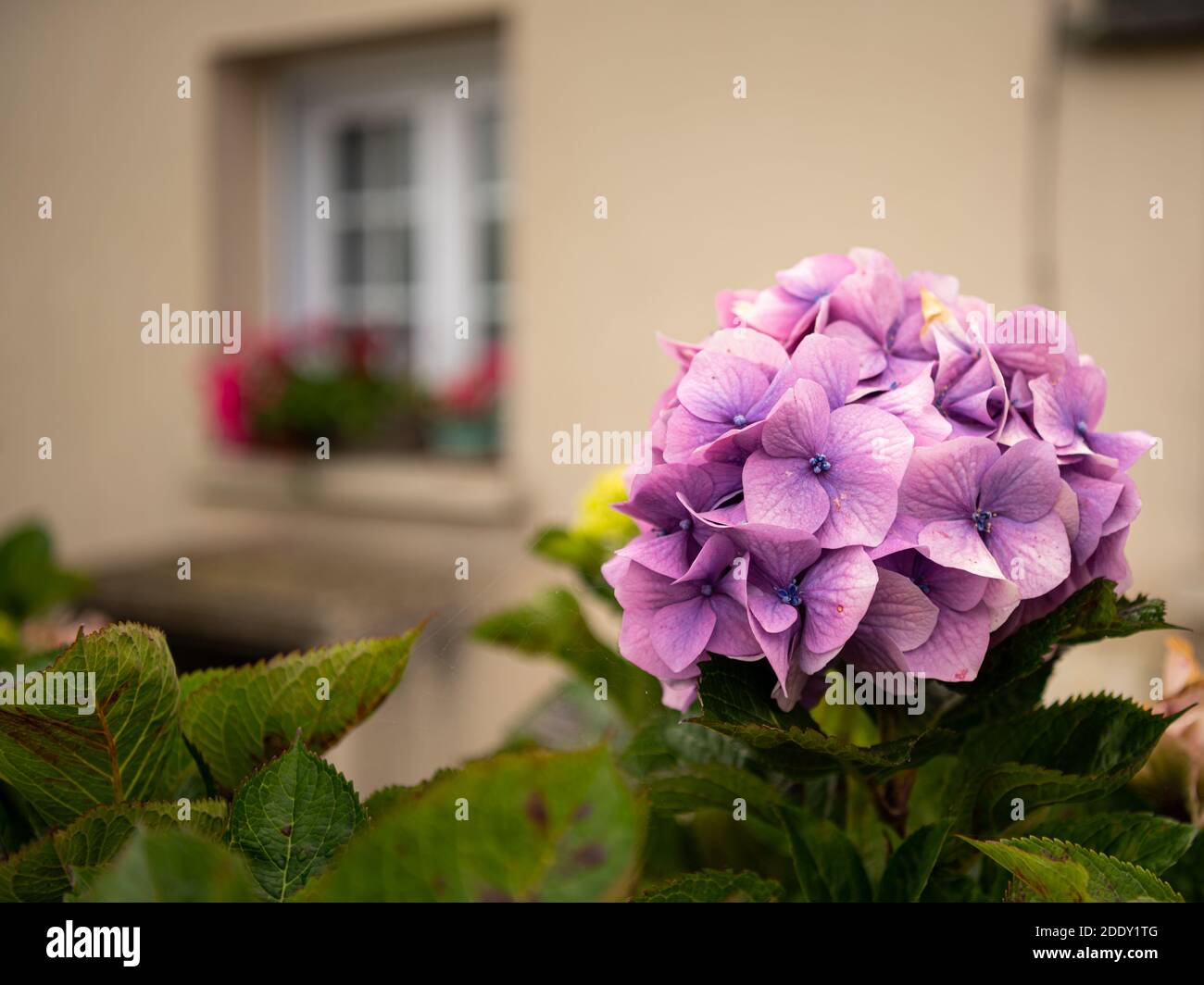 Beautifully colored common hydrangea (Hydrangea arborescens) bushes in ...