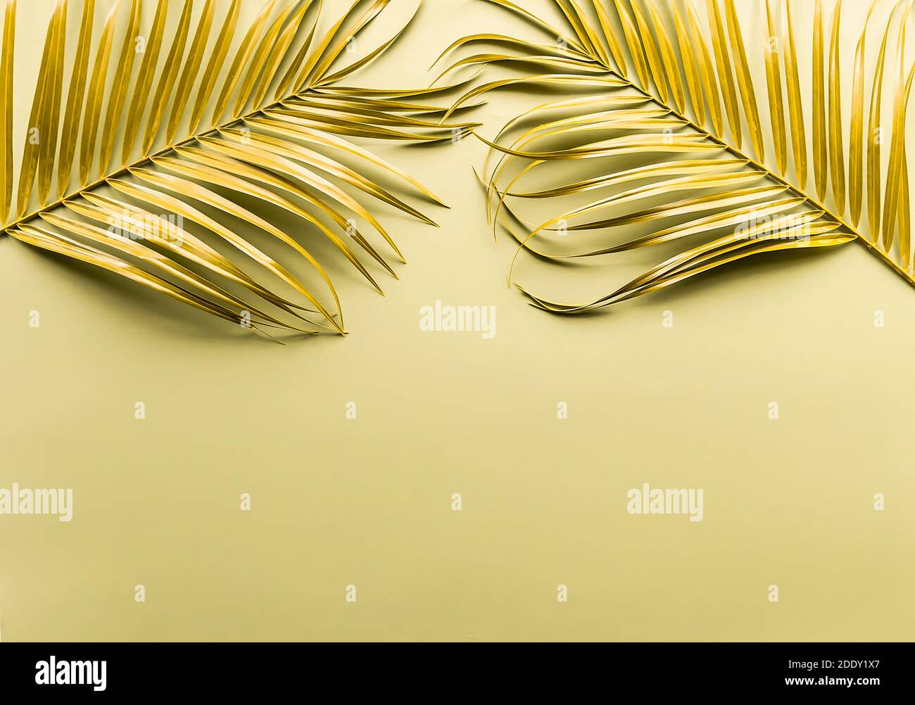 Green leaves of palm tree on soft paper background Stock Photo - Alamy