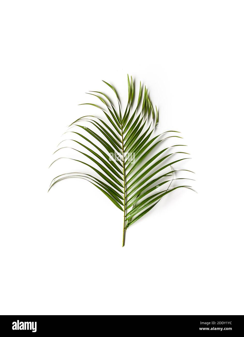 Single Leaves Wallpaper