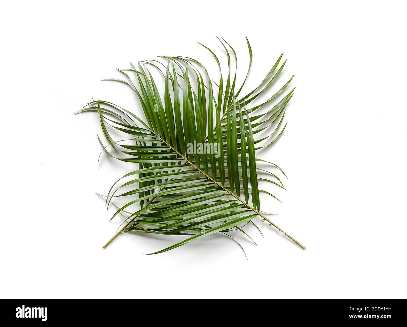 Green leaves of palm tree on soft background Stock Photo - Alamy