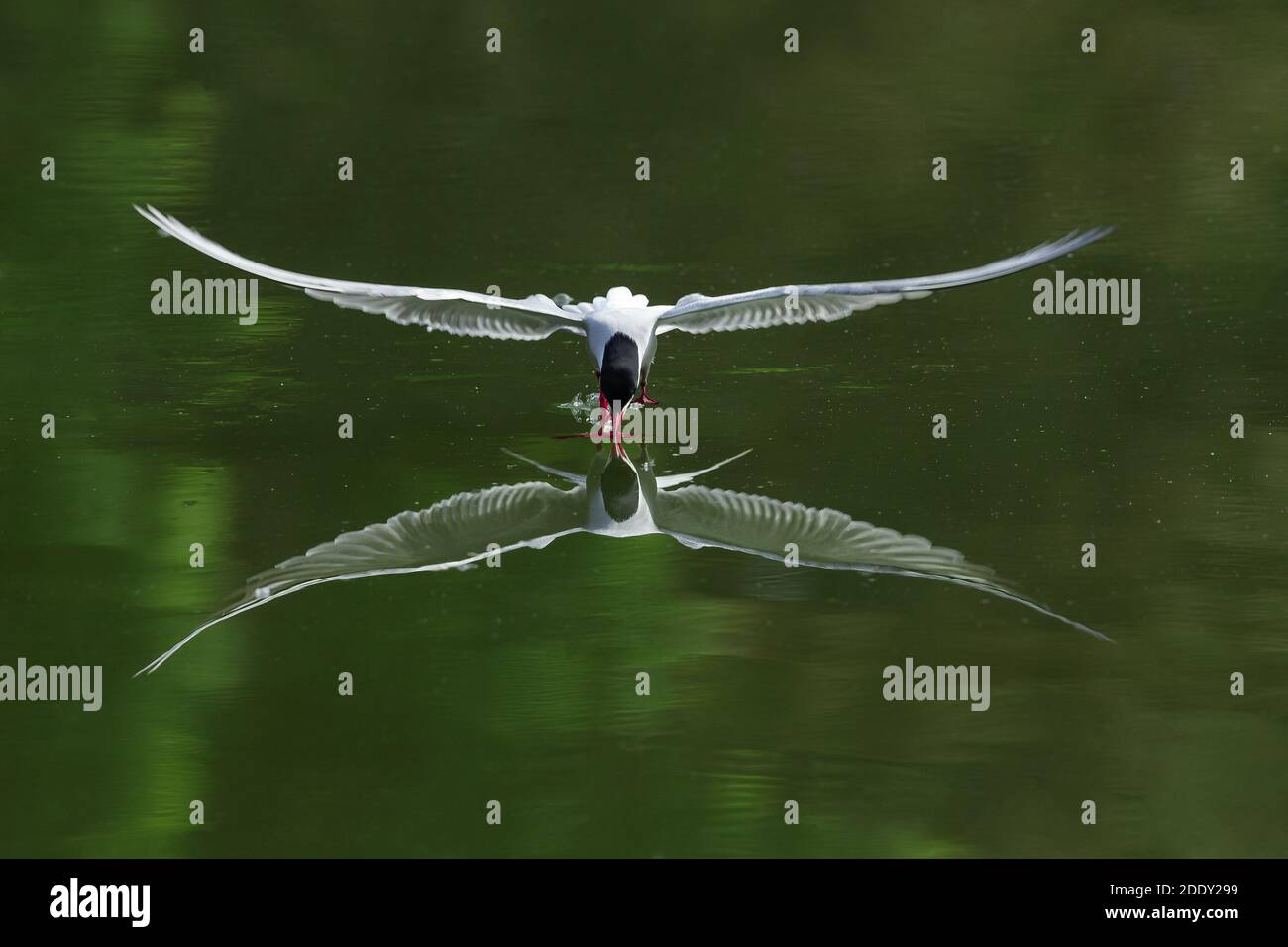 Suburb birds hi-res stock photography and images - Alamy