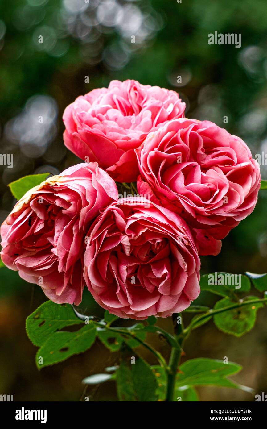 Beautiful pink rosebuds in full bloom on a branch Stock Photo - Alamy