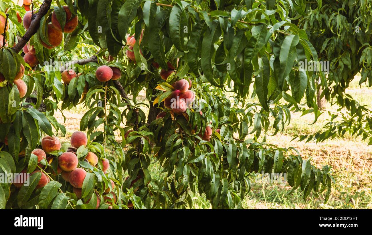 Nectarines fruit tree orchard hi-res stock photography and images - Alamy