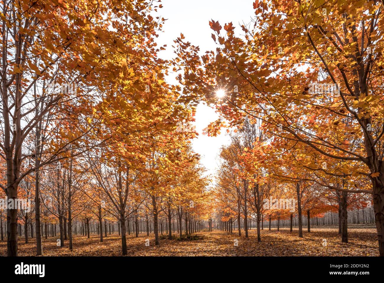 Red maples woods hi-res stock photography and images - Alamy