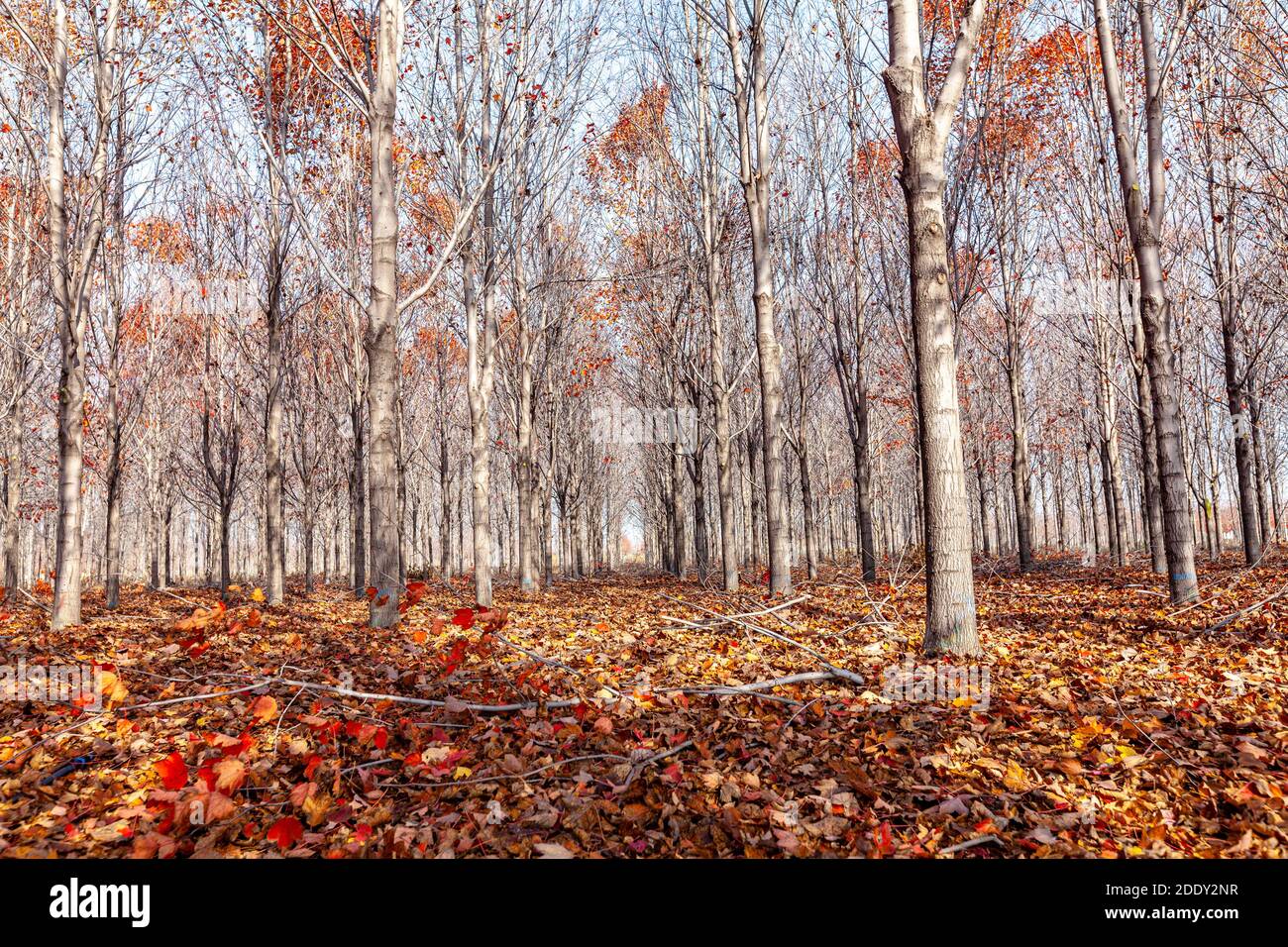 Red maples woods hi-res stock photography and images - Alamy