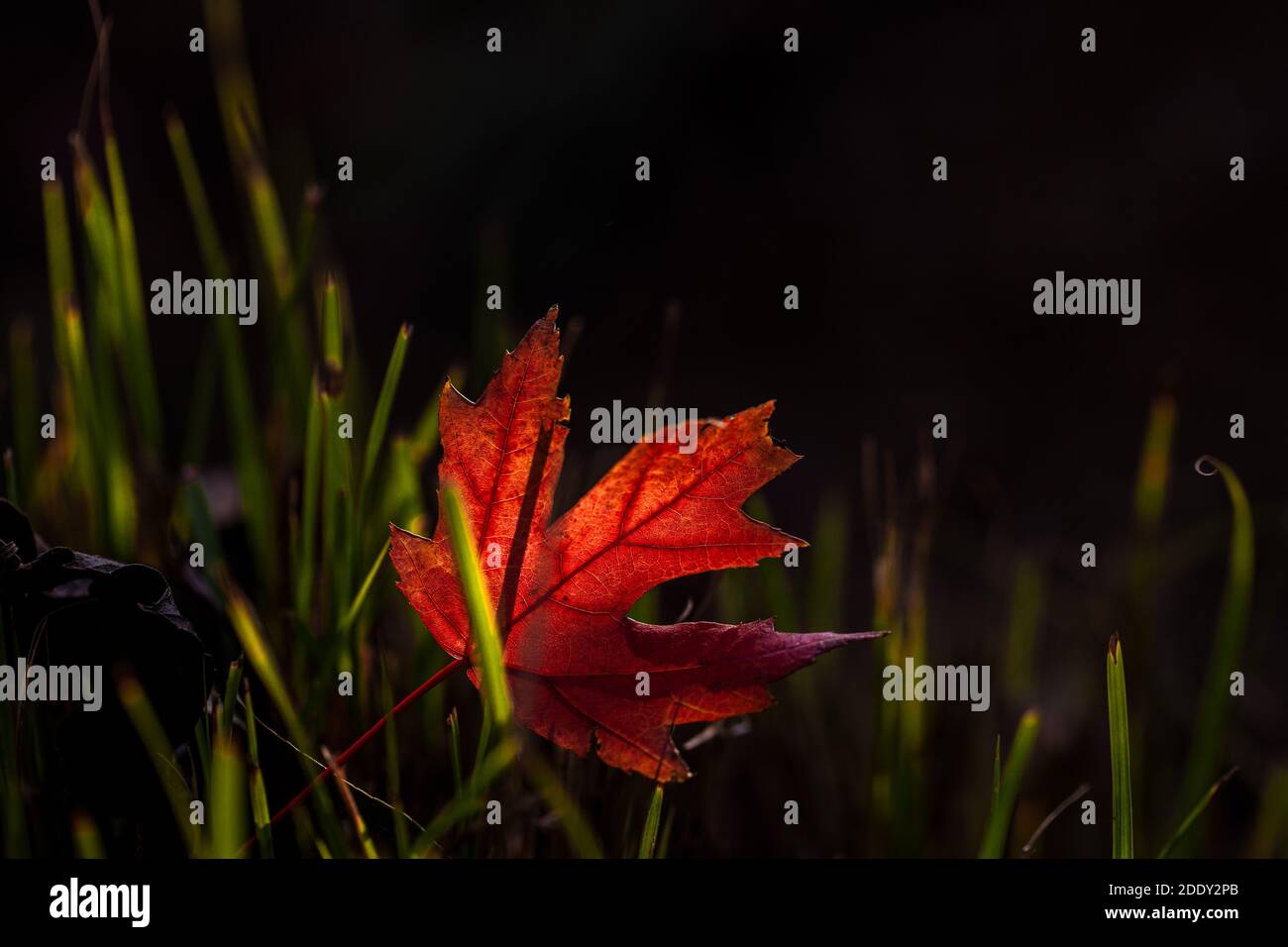 The maple leaf Stock Photo - Alamy