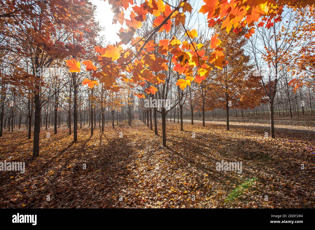 Maple run hi-res stock photography and images - Alamy