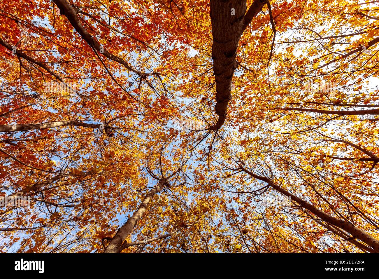 Red maples woods hi-res stock photography and images - Alamy
