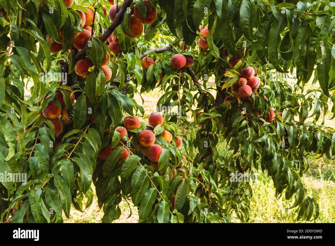 Nectarines fruit tree orchard hi-res stock photography and images - Alamy
