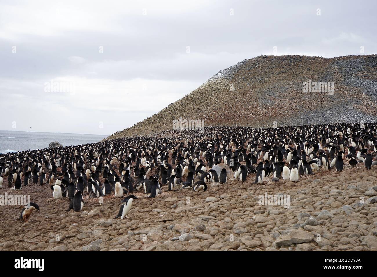 Antarctica penguins at play hi-res stock photography and images - Alamy