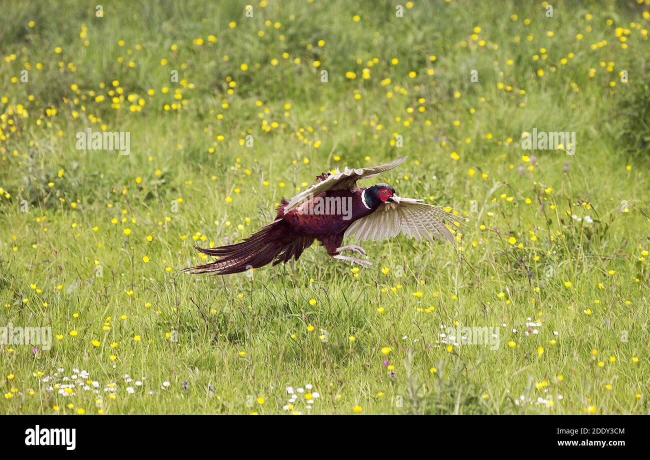 Commmon Pheasant, phasianus colchicus, Male sin Flight, Landing ...