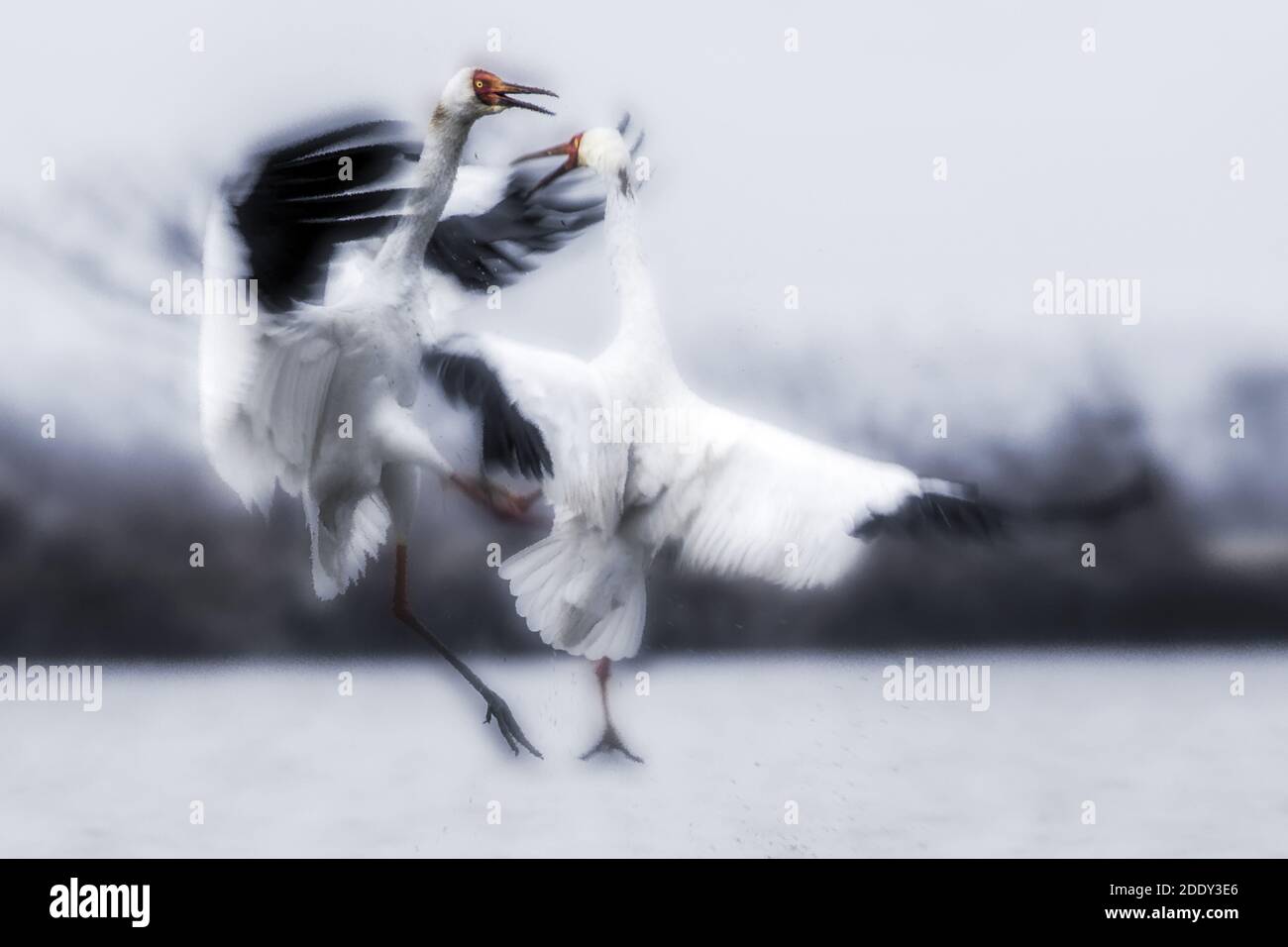 The crane dancing Stock Photo - Alamy