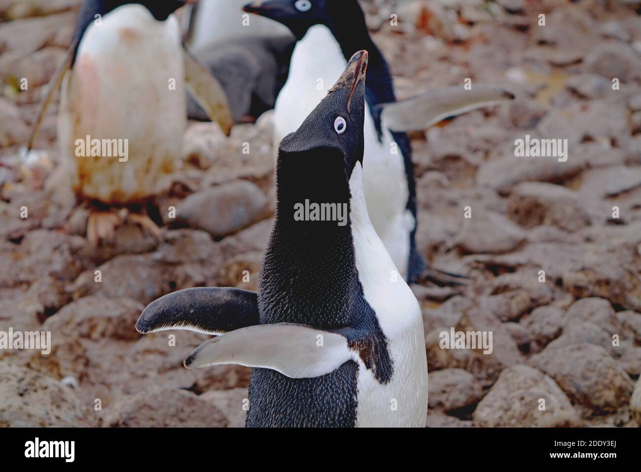 The Adelie penguin's beak stretches upward and its wings stretched ...