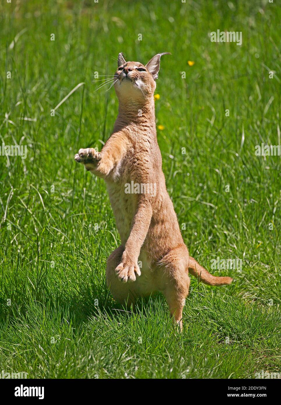 Caracal, caracal caracal, Adult standing on Hind Legs, Hunting Stock ...