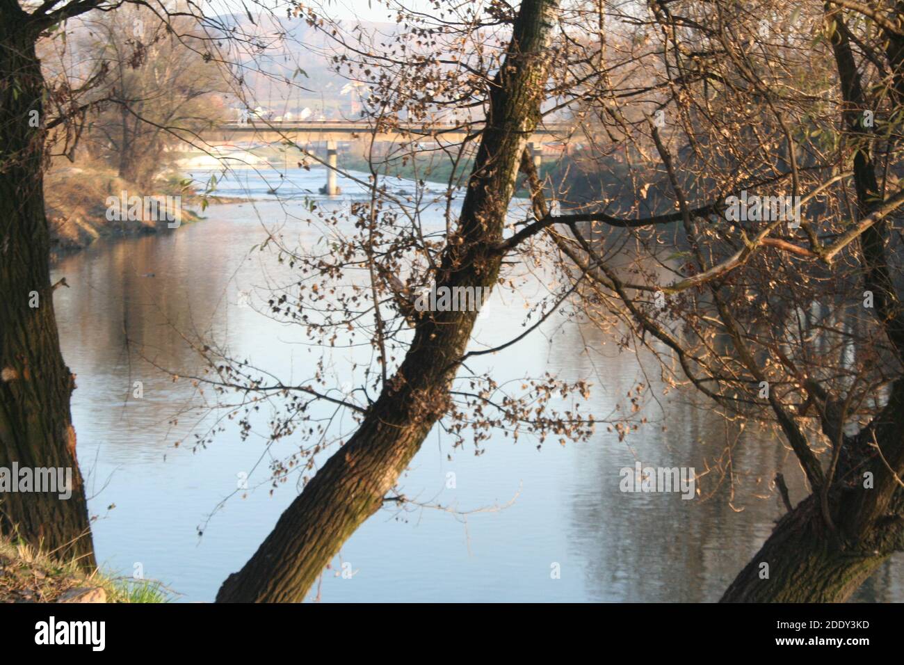 Wather bird hi-res stock photography and images - Alamy