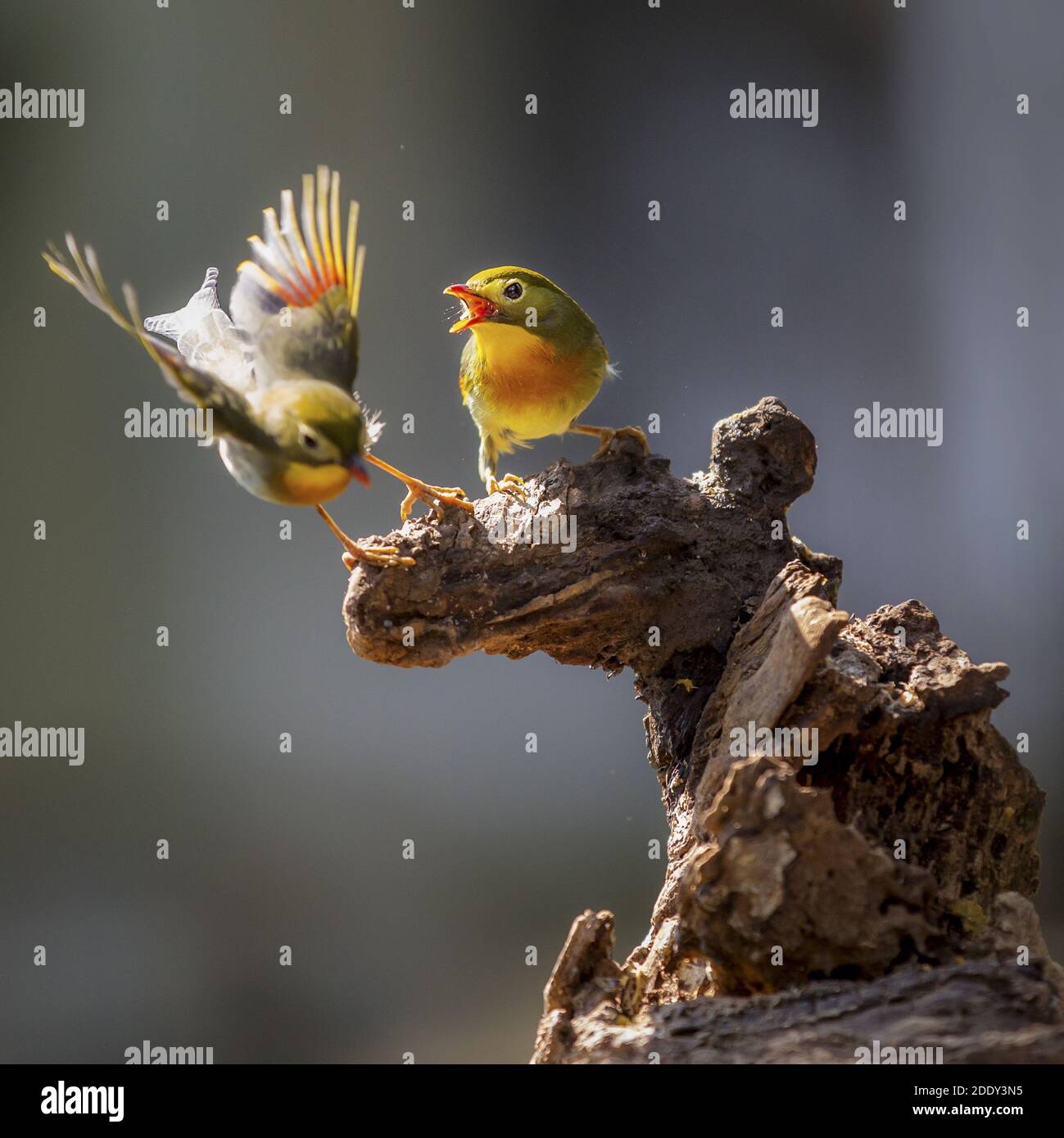 Turf fight hi-res stock photography and images - Alamy