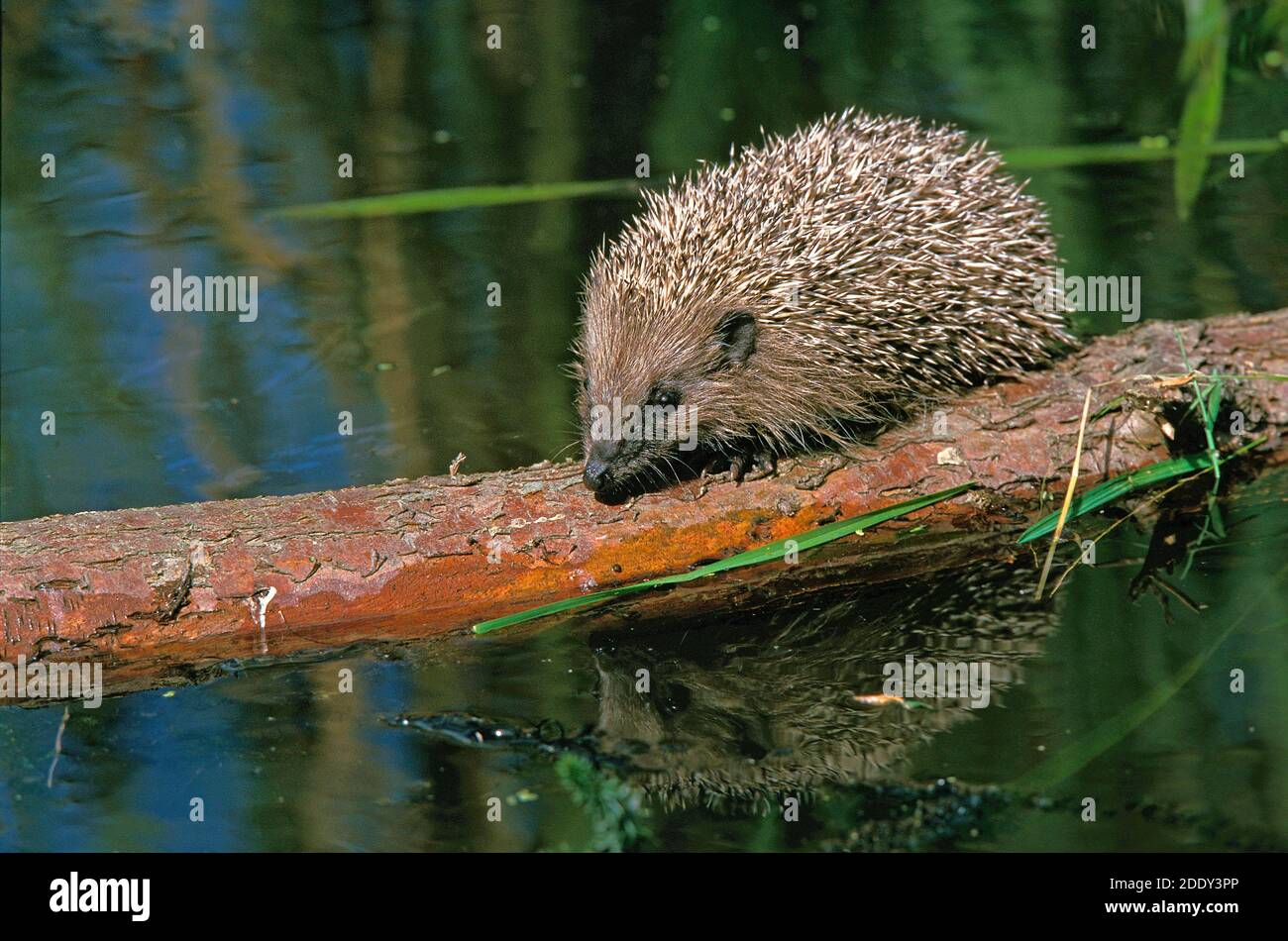 European Hedgehog, erinaceus europaeus , Adult walking on Branch to ...