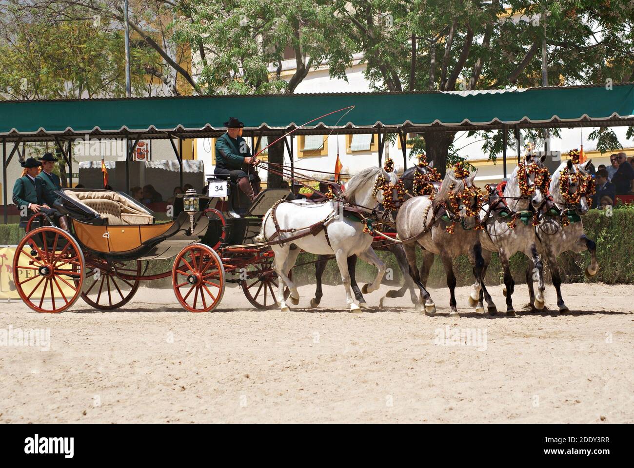 Tandem Horse Team High Resolution Stock Photography and Images - Alamy