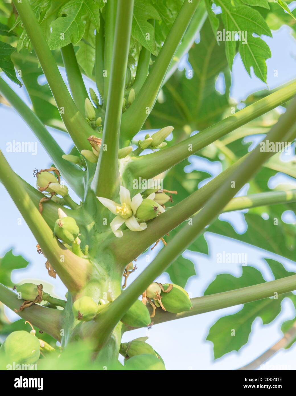 Papaw flowers hi-res stock photography and images - Alamy