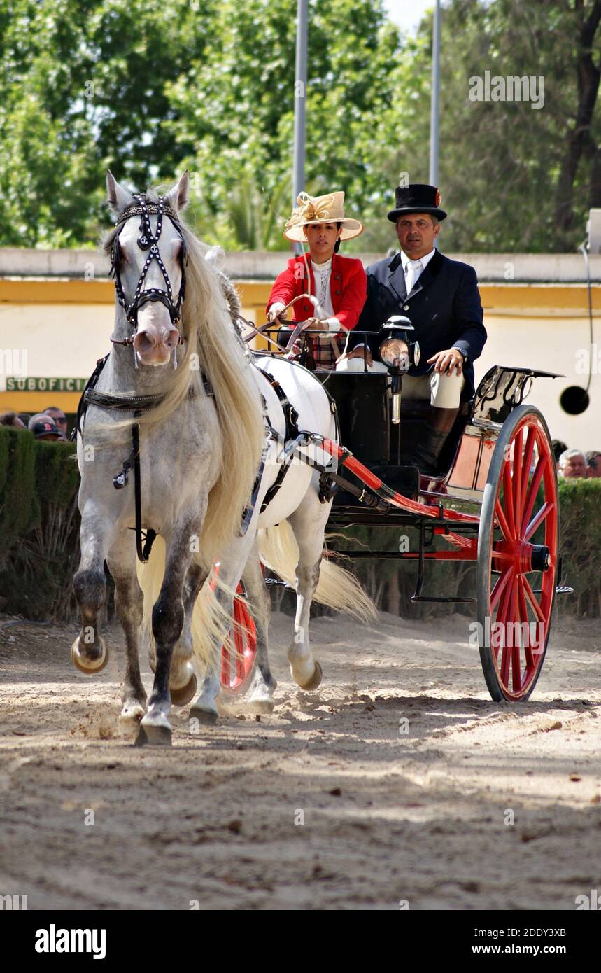 Carriage and horses in tandem hi-res stock photography and images - Alamy