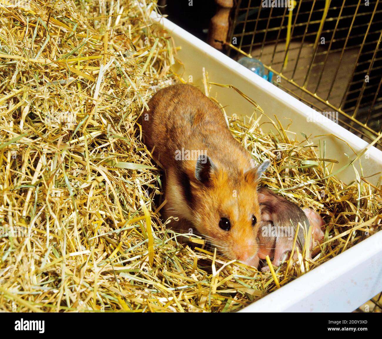 Golden Hamster, mesocricetus auratus, Female with Youngs in Cage Stock ...
