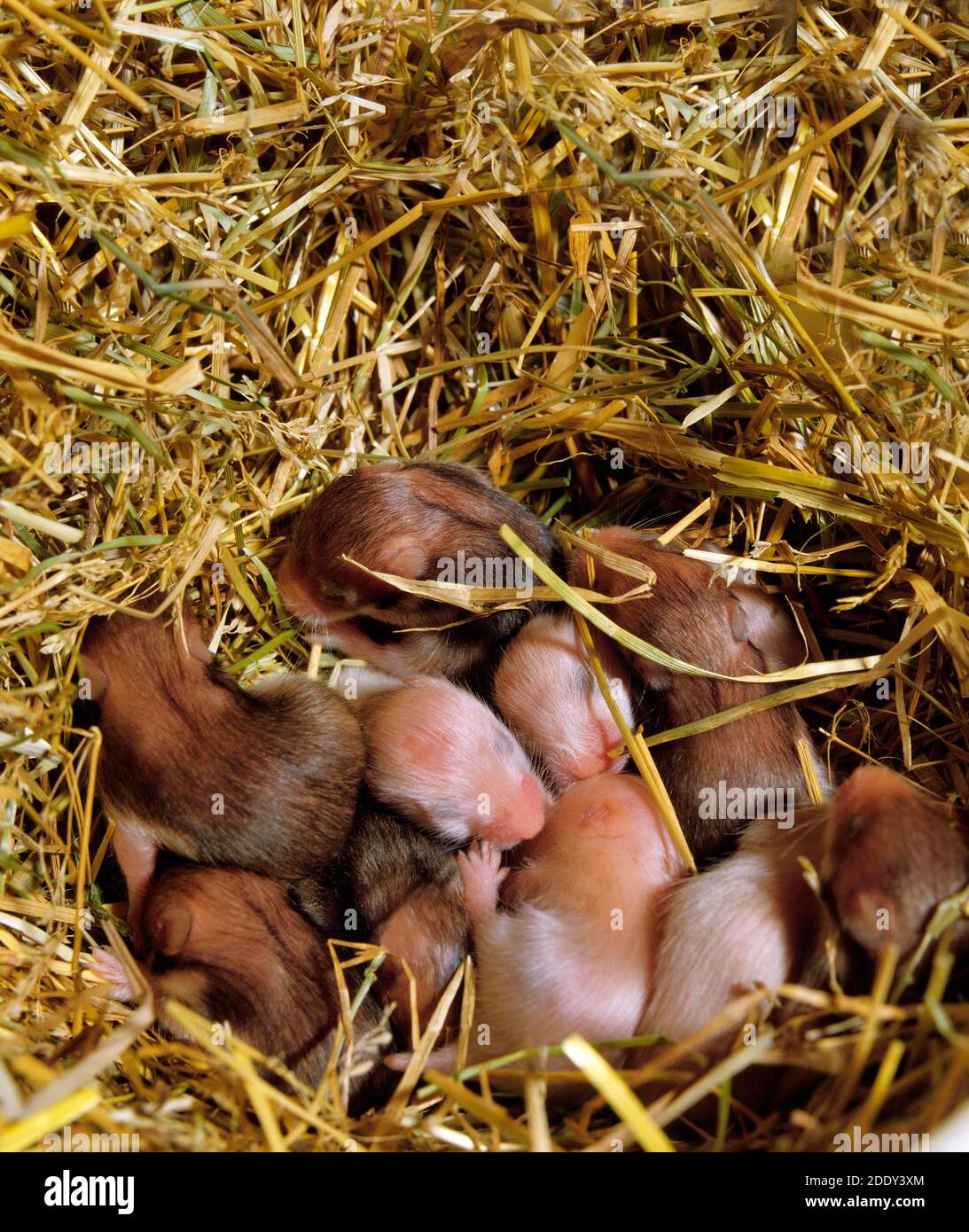 Hamster in nest hi-res stock photography and images - Alamy