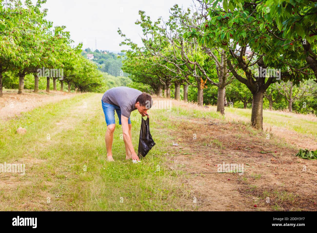A man collects trash in the garden. Forest harvesting. People leave a ...