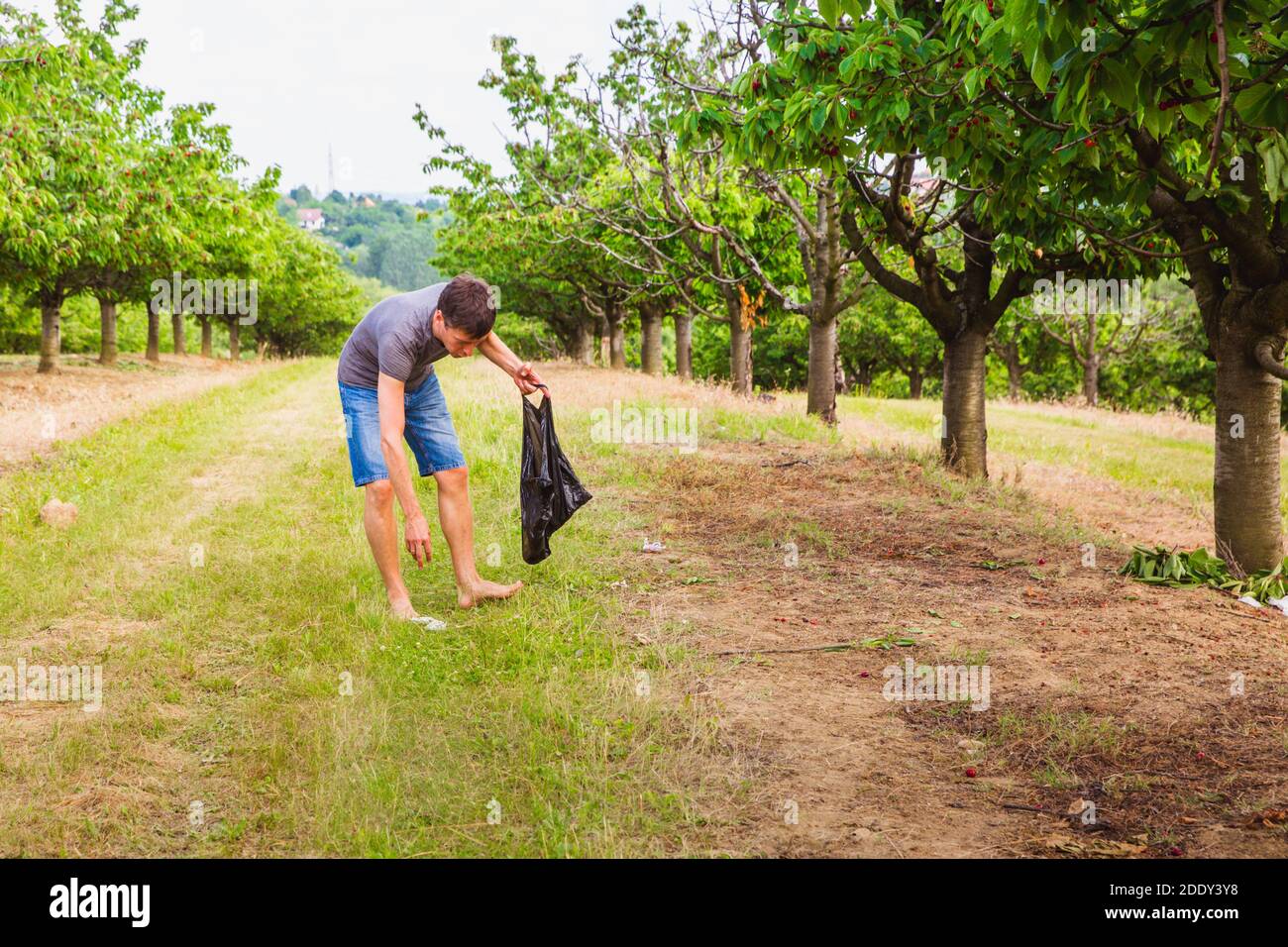 A man collects trash in the garden. Forest harvesting. People leave a ...