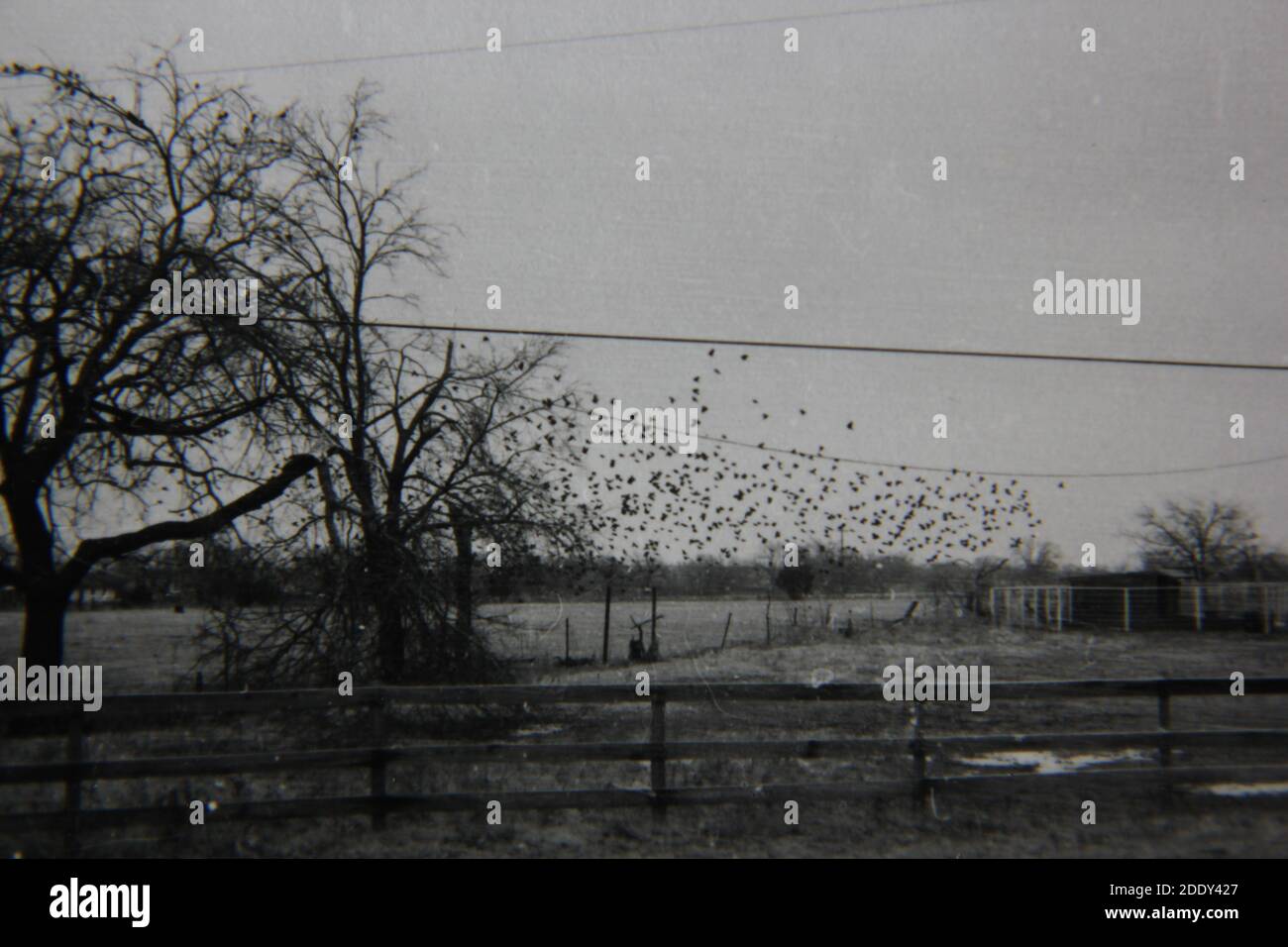 Fine 1970s vintage black and white photography of the natural beauty of ...