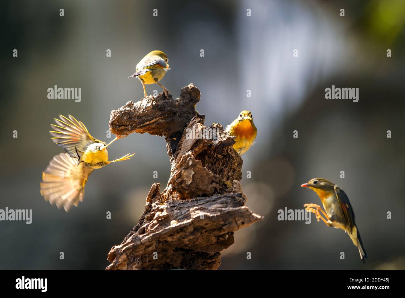 Land grab hi-res stock photography and images - Alamy