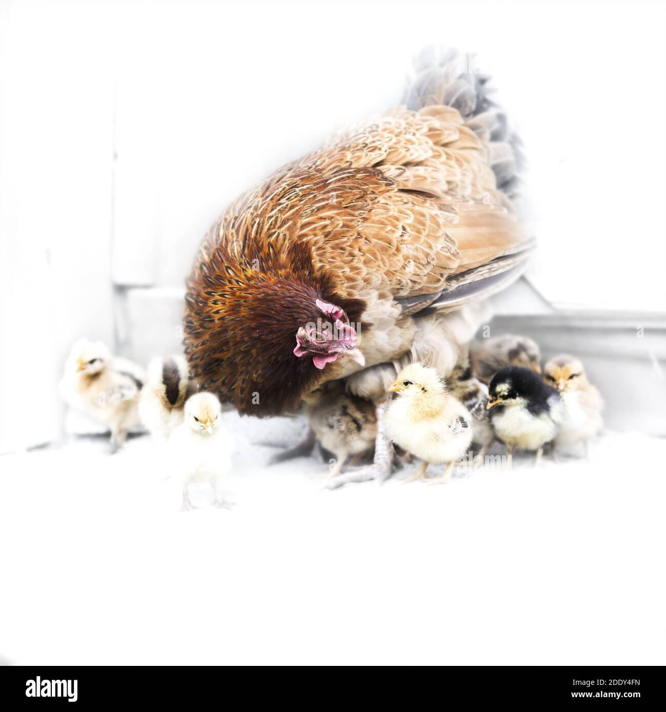 The hen and her children Stock Photo - Alamy