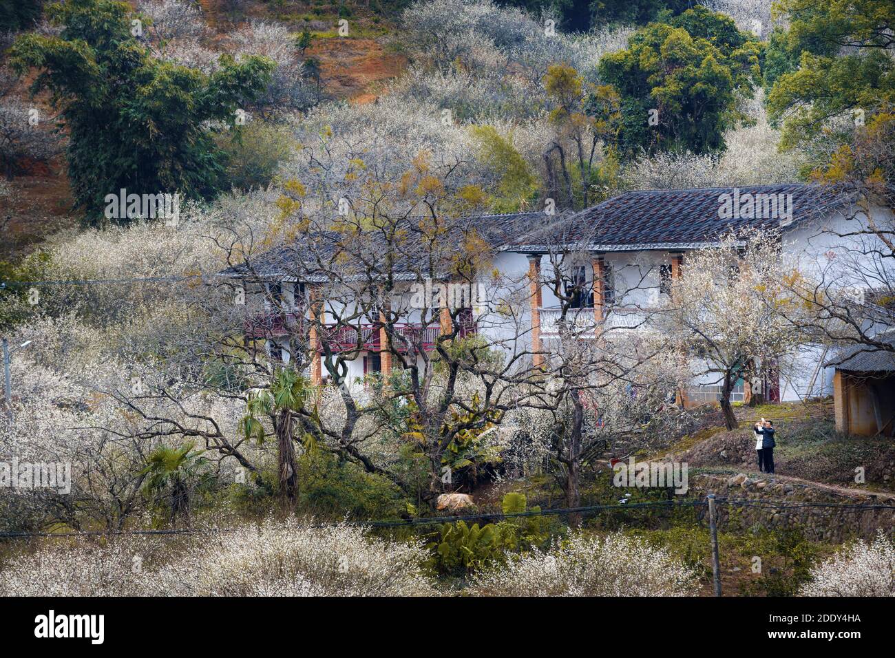 Pear trees farmhouse in spring hi-res stock photography and images - Alamy