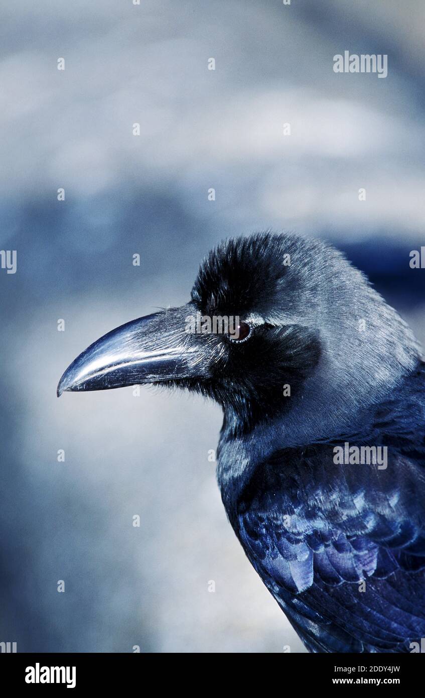 Corvus corax portrait hi-res stock photography and images - Alamy