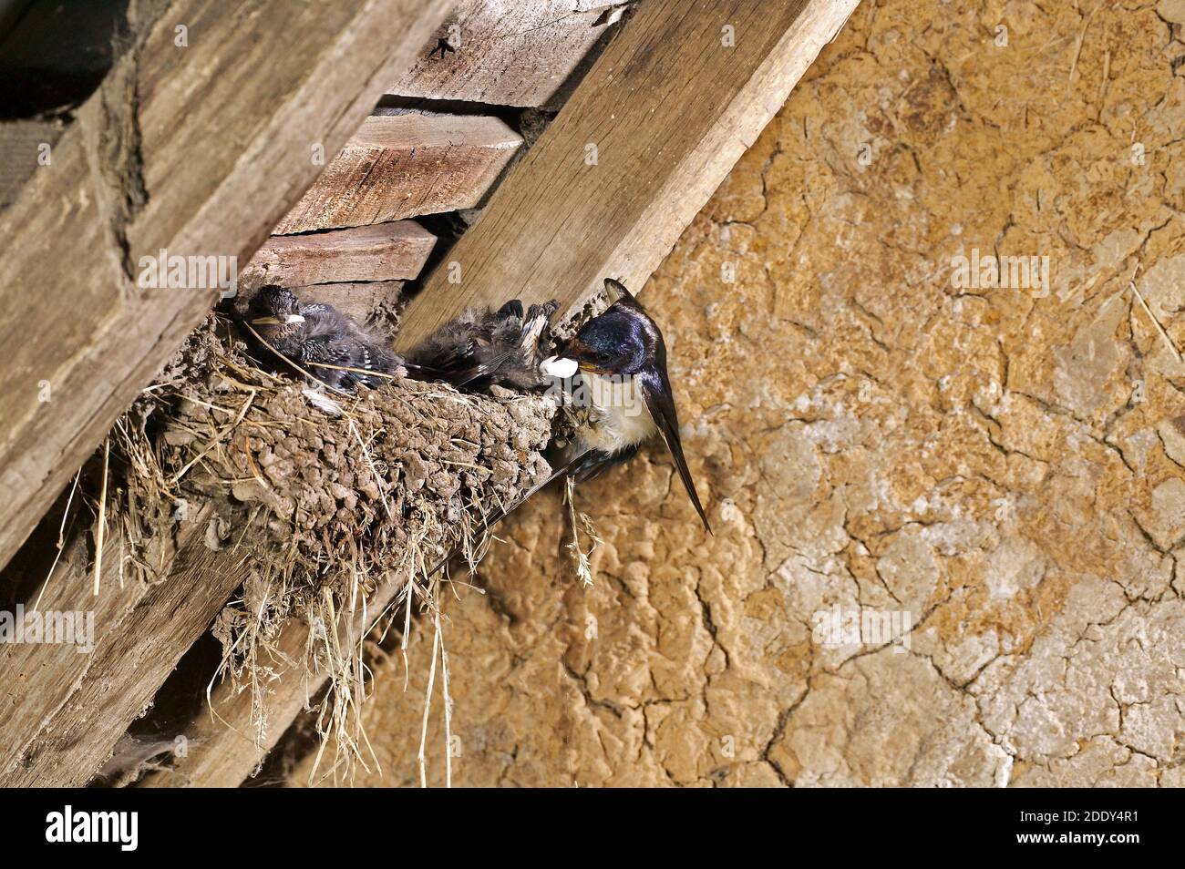 Barn Swallow, hirundo rustica, Adult Feeding Chicks at Nest, Normandy ...