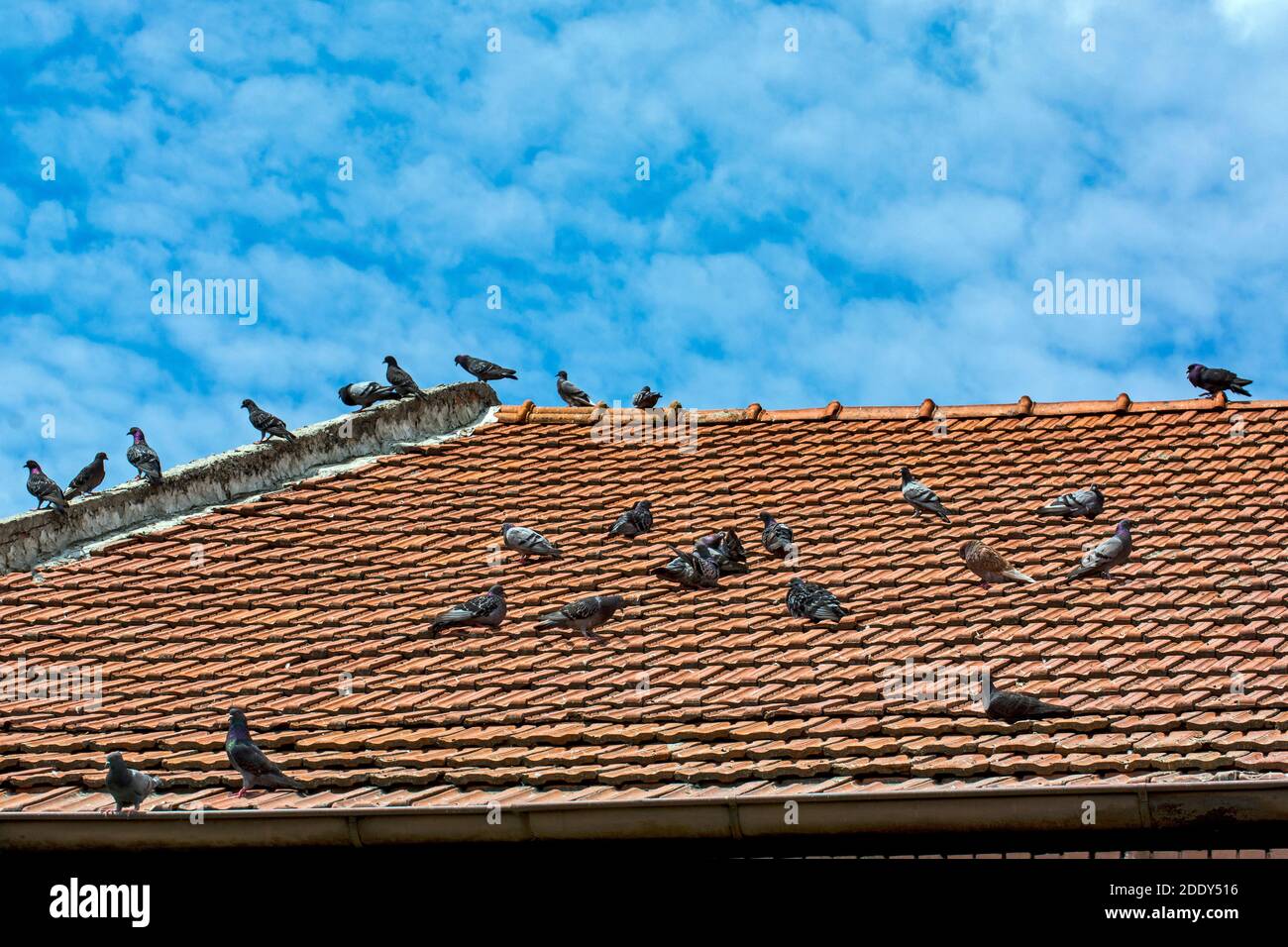 A group of pigeons resting on the roof tile of a building. They absorb ...