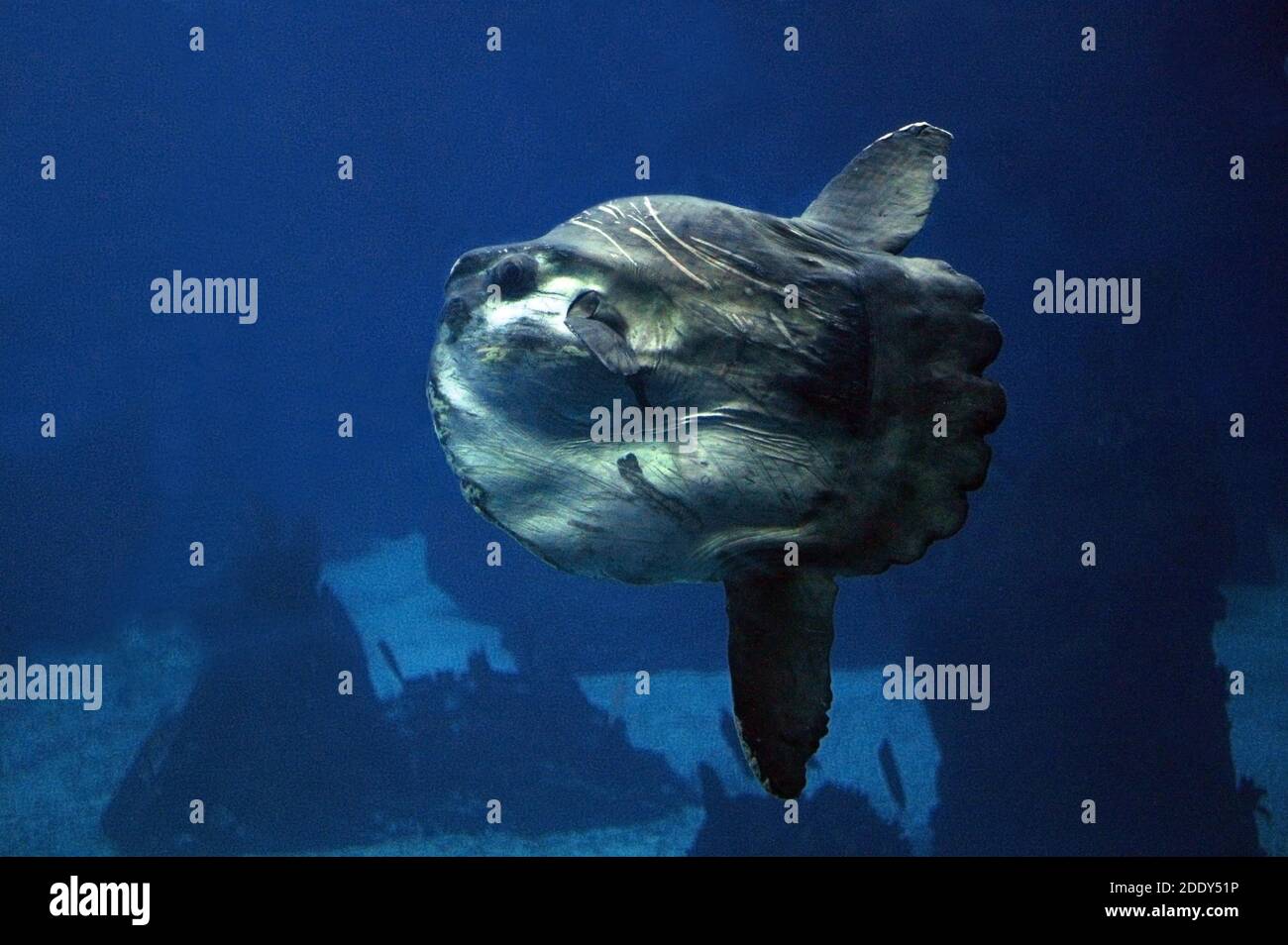 Sunfish, mola mola, Adult Stock Photo - Alamy