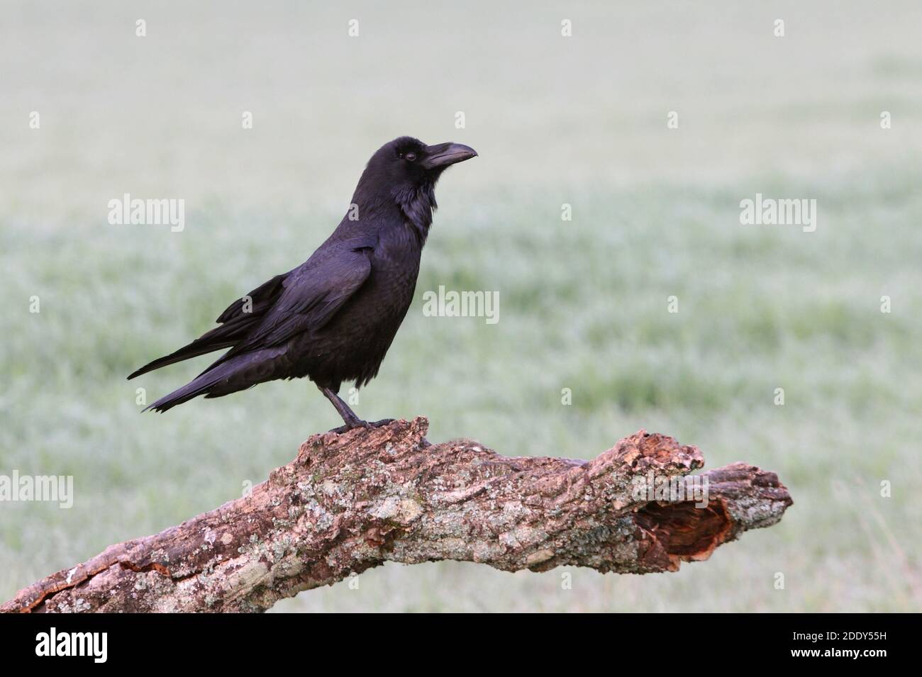 Common raven early morning Stock Photo - Alamy