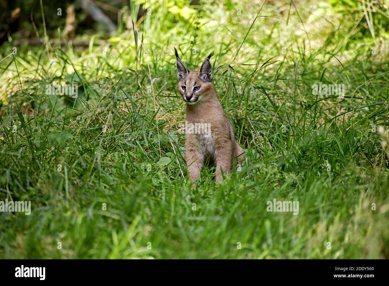 Caracal, caracal caracal, Cub sitting on Grass Stock Photo - Alamy