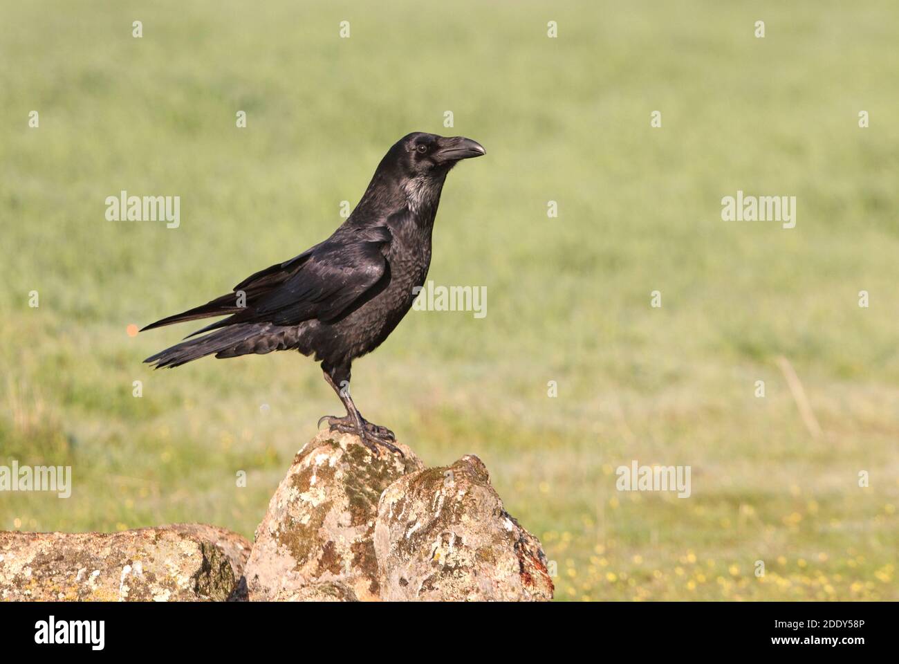 Common raven early morning Stock Photo - Alamy