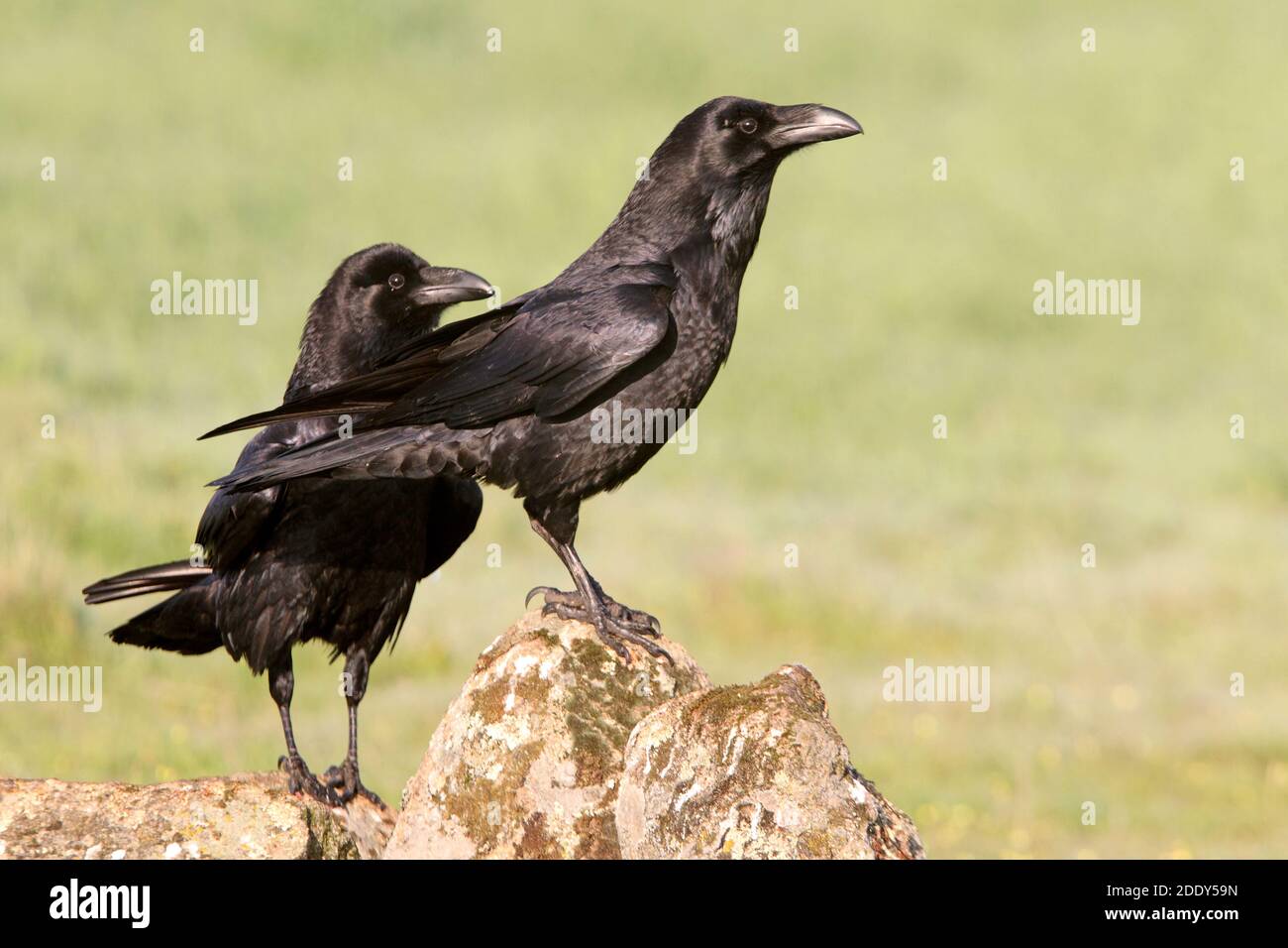Common raven male and female early monrning Stock Photo - Alamy