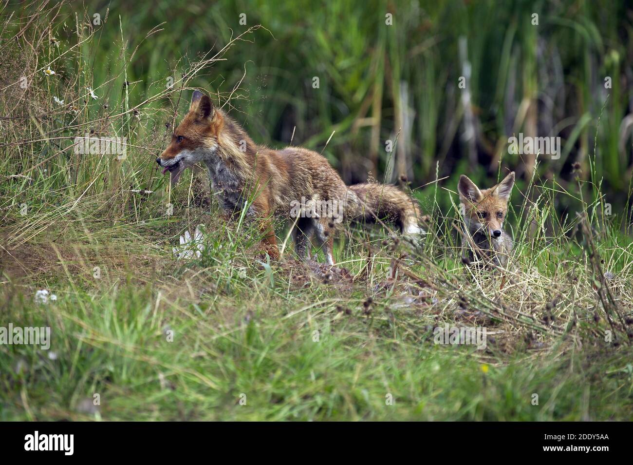 Red fox with pheasant kill hi-res stock photography and images - Alamy