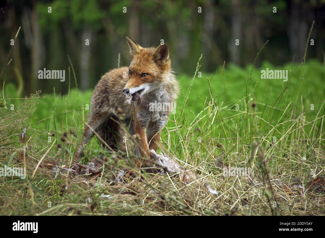 Red fox with pheasant kill hi-res stock photography and images - Alamy