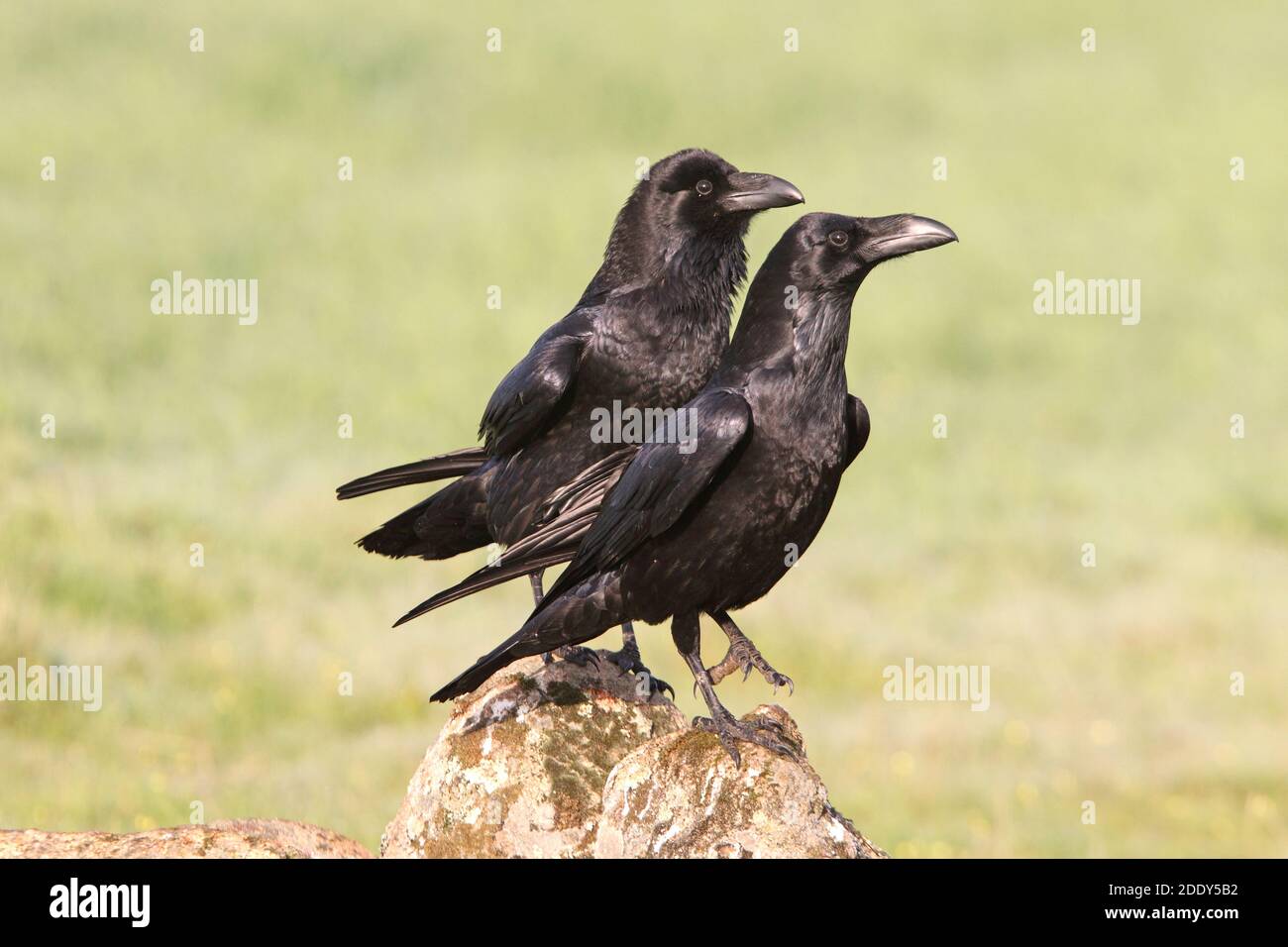 Common raven male and female early monrning Stock Photo - Alamy